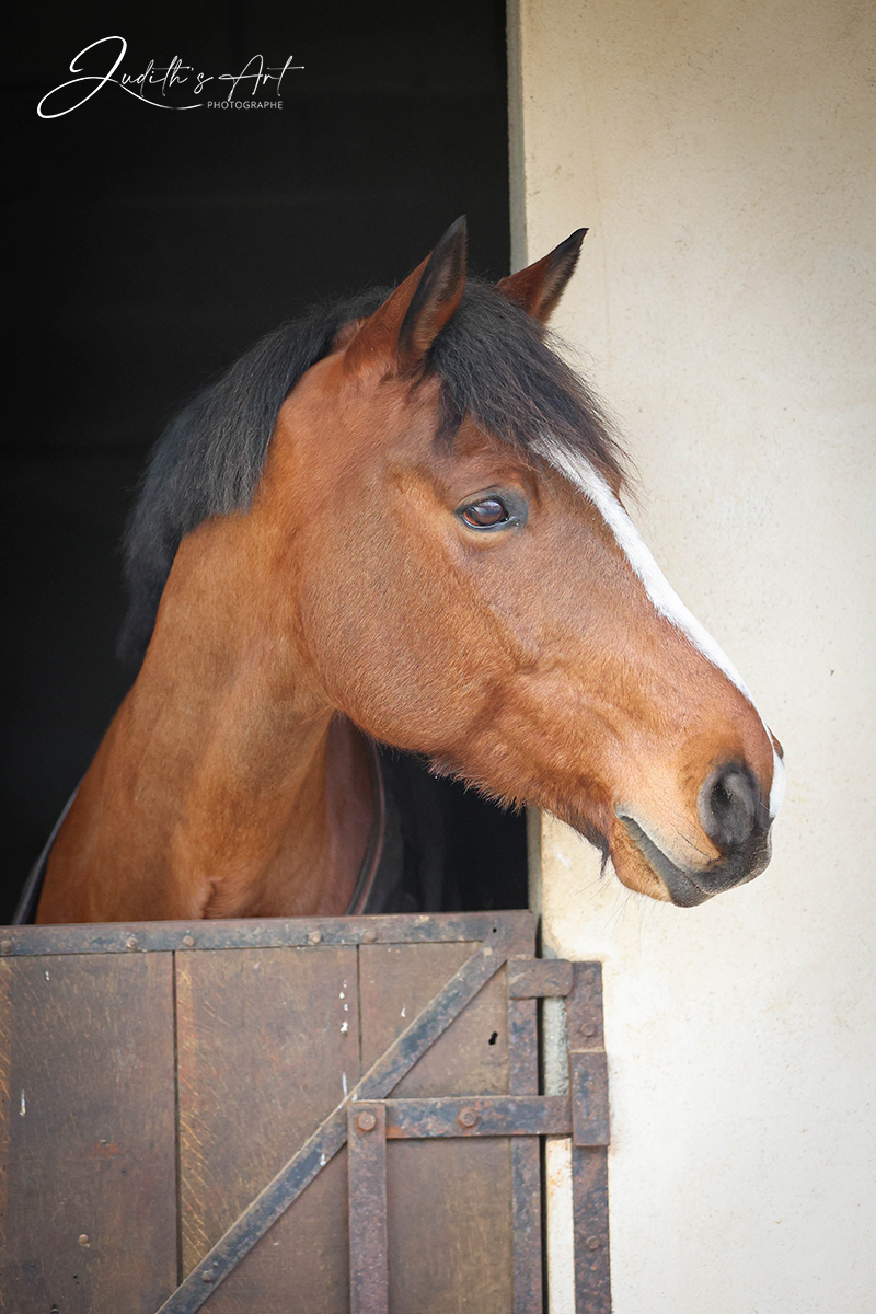 5 conseils pour réussir l'utilisation de nos litières - Litière Cheval